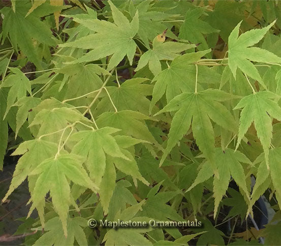 Ukon – Maplestone Ornamentals