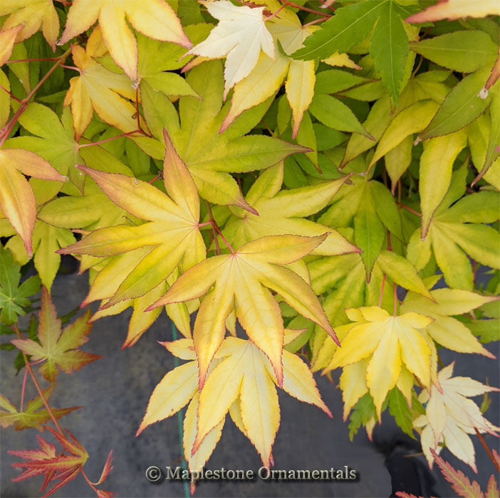 Usu midori – Maplestone Ornamentals