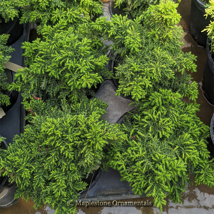 Yokohama – Maplestone Ornamentals